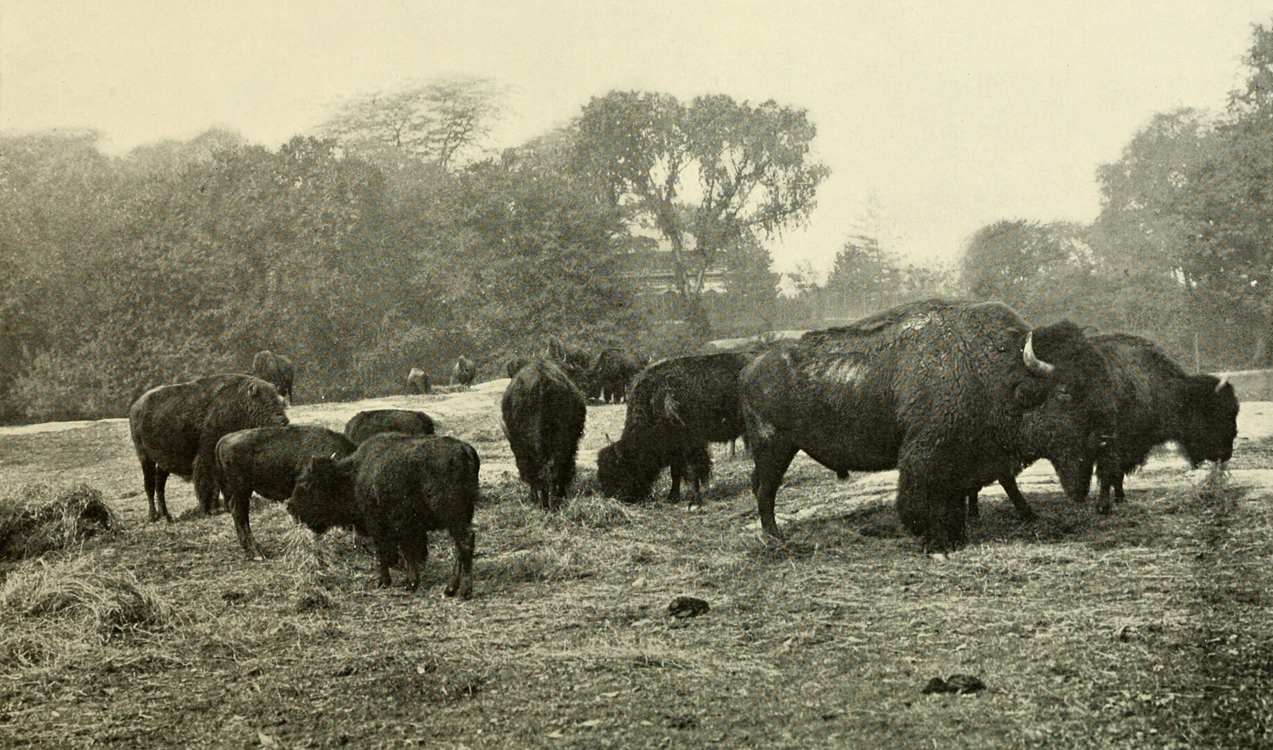 Bronx Zoo Historical Walking Tour | Urban Archive